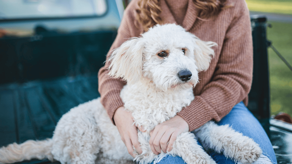 The surprising ability of dogs to read human emotions: myth or reality?