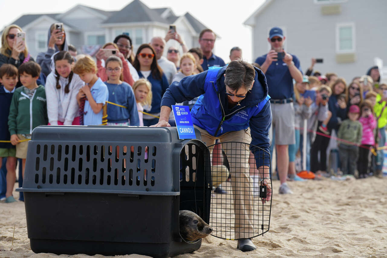 Mystic Aquarium releases Cannoli the gray seal at Rhode Island beach ...