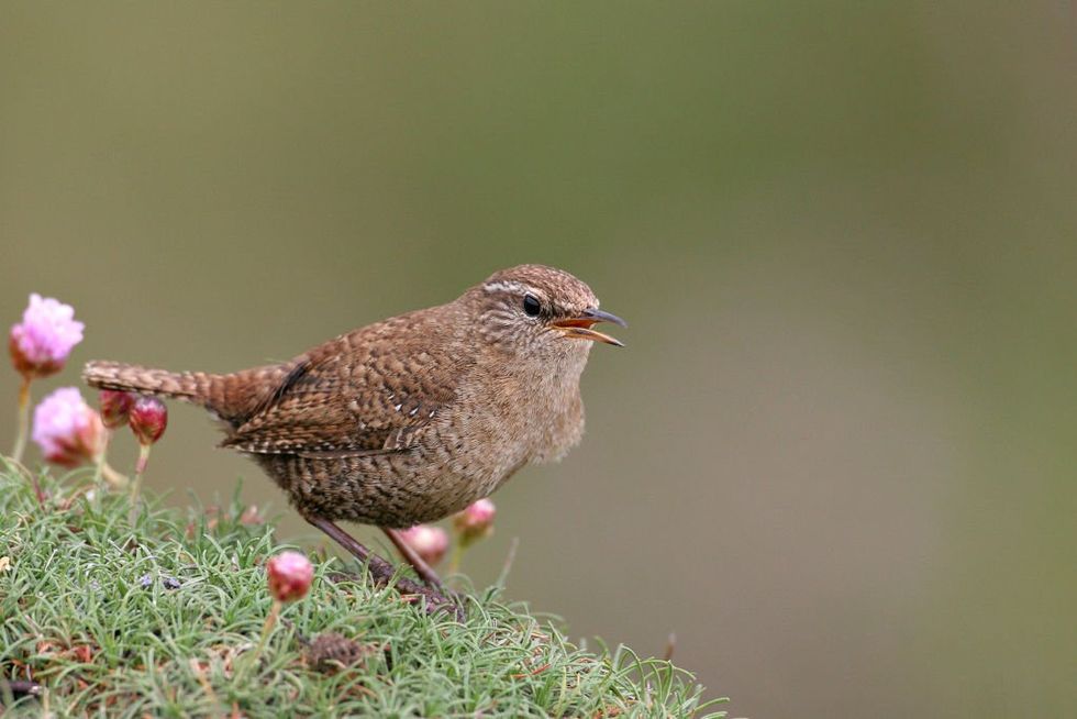 Scottish wrens are suddenly evolving into gigantic birds, scientists reveal