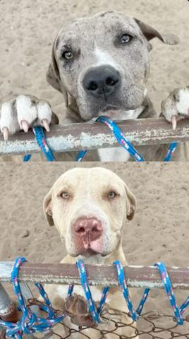 Dog owner faked heart attack during arrest days after pets mauled woman ...