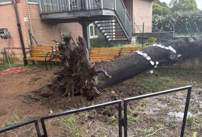 Cade un albero nel cortile di una scuola a Roma: tragedia sfiorata