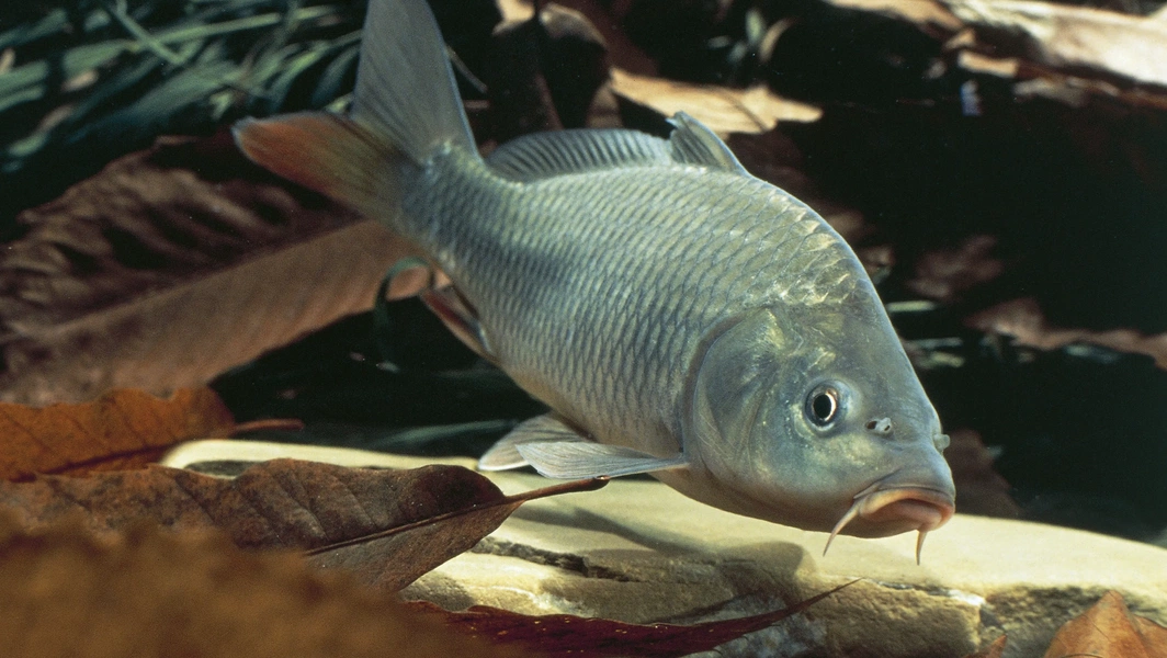 Australians urged to eat invasive carp to curb waterway damage