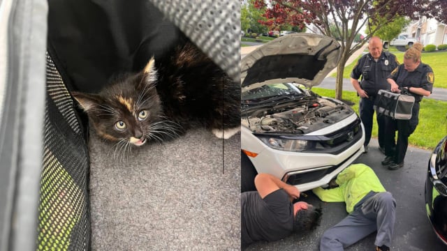 Kitten takes 130-mile ride in car’s grille