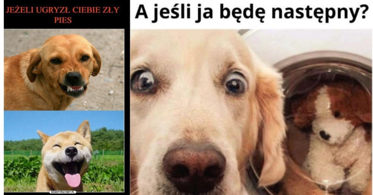 Psy! Wszyscy kochają psy! Oto najlepsze MEMY o psach i ich ...