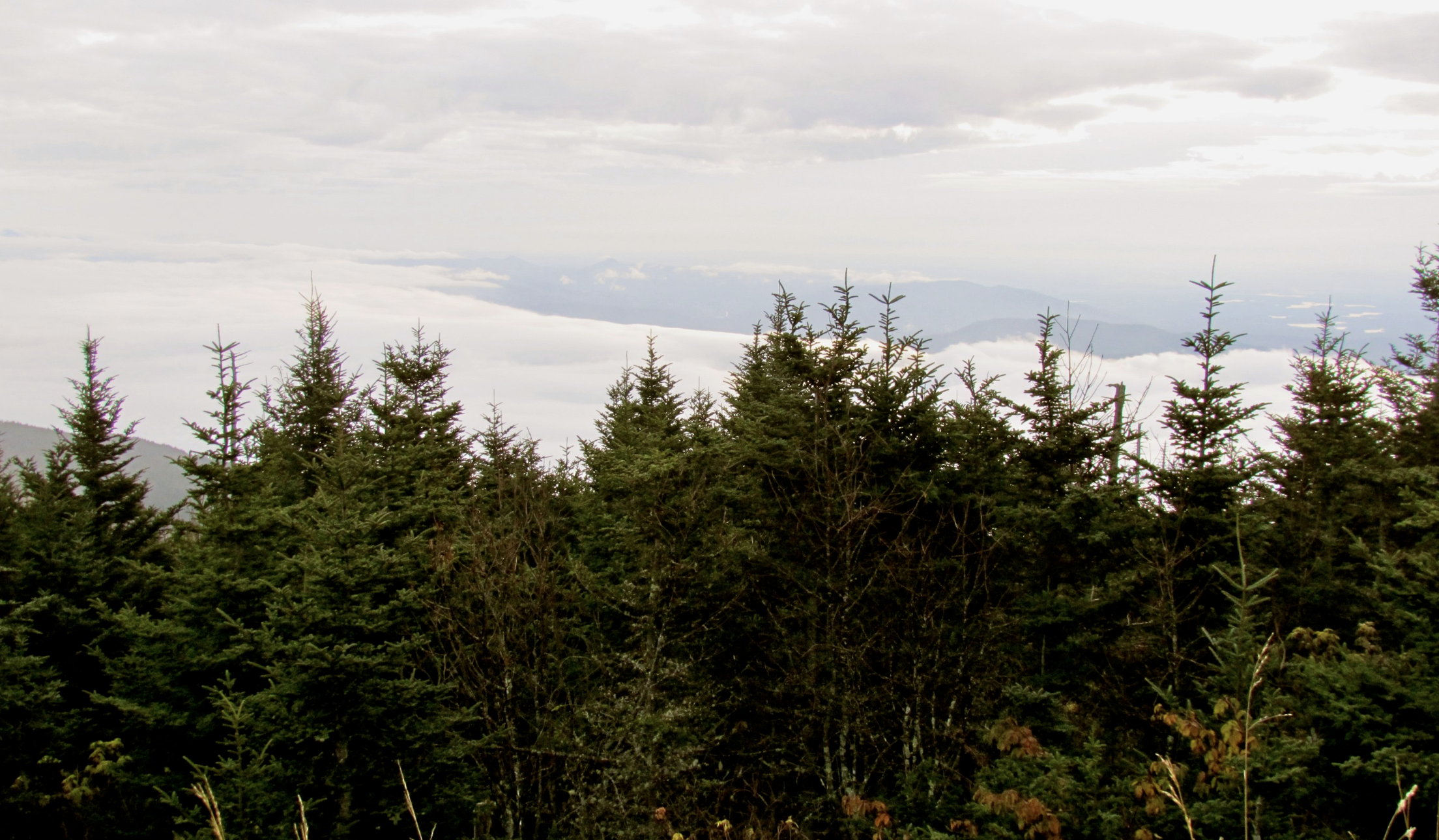 North Carolina’s largest national forest has a waterfall around every ...