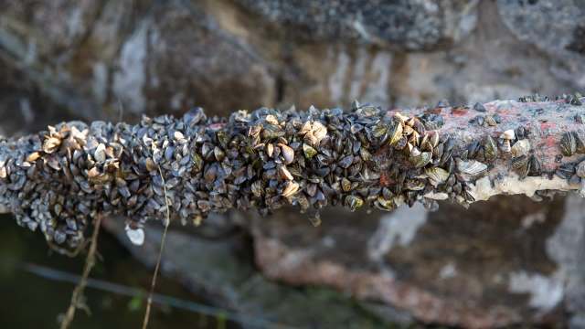 Minnesota's secret weapon against invasive zebra mussels is a dog named ...