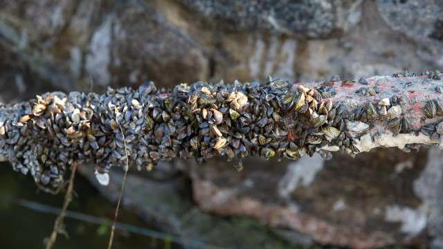 Minnesota's secret weapon against invasive zebra mussels is a dog named ...