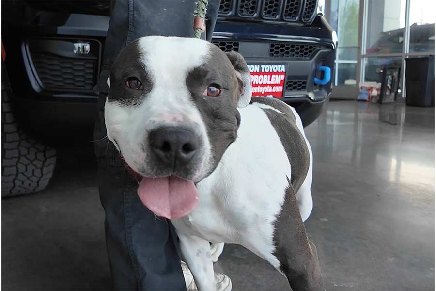 Playful pit bull mix ready for an active family