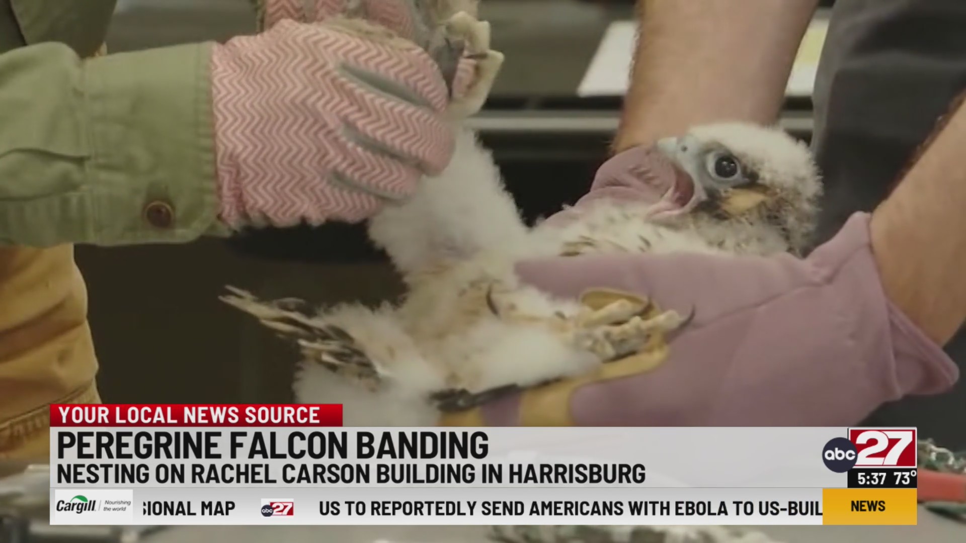 State officials band peregrine falcons nesting atop Harrisburg building