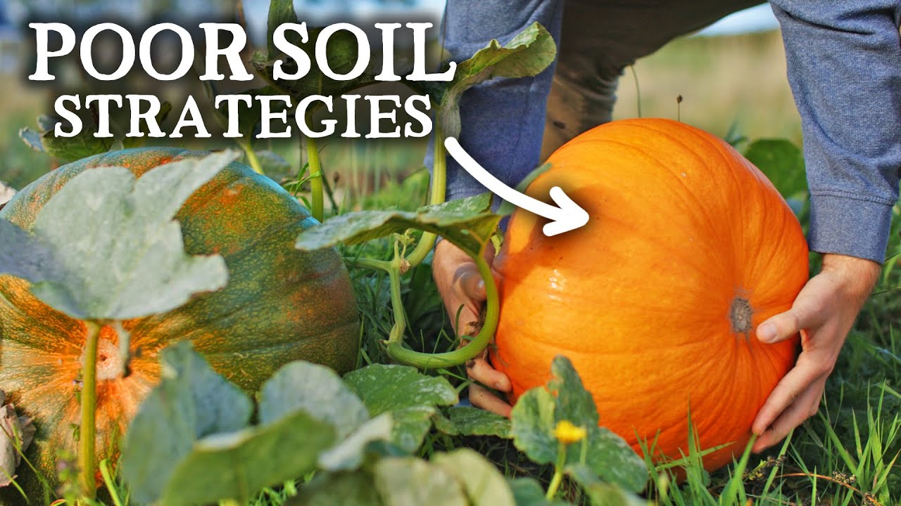 Unlocking great yields from poor soil!