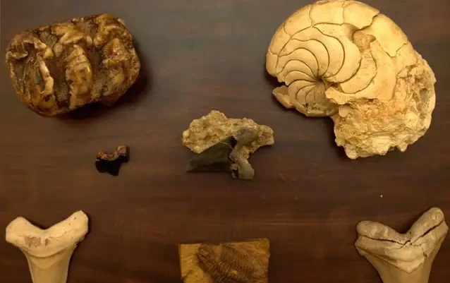Kansas boy to display 80-million-year-old fossil at fair