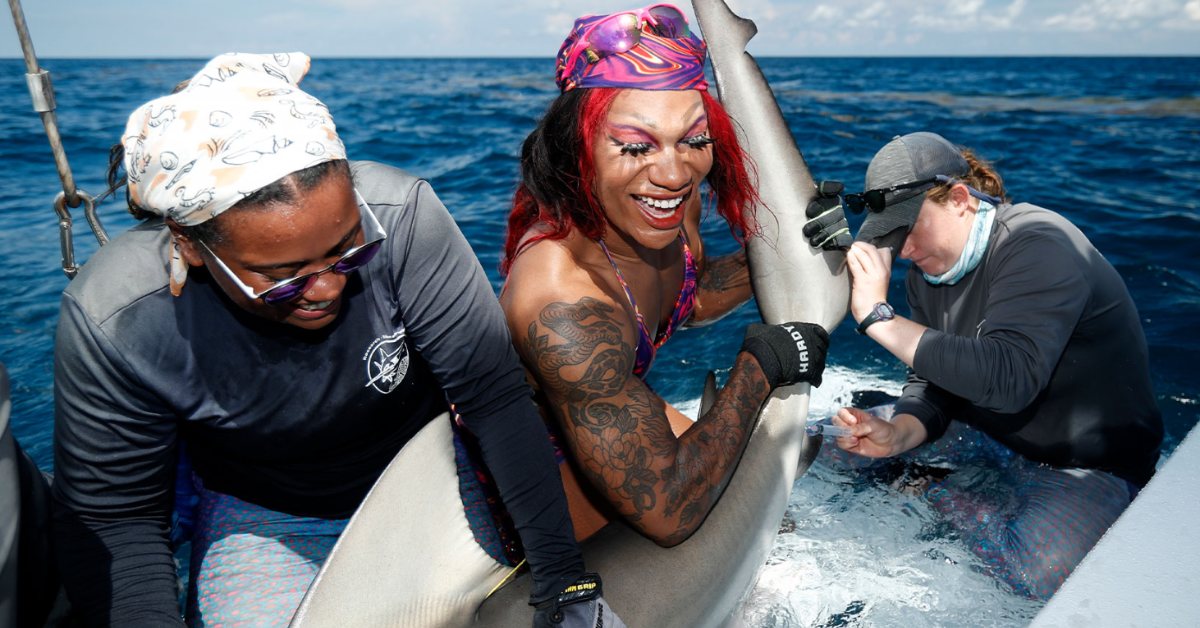 This drag queen is serving looks and tagging sharks for an annual ...