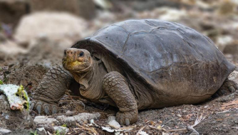Qué significan las tortugas en tu casa según la espiritualidad