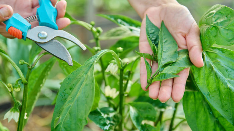 How to prune peppers in late spring for a stronger, fuller plant all summer