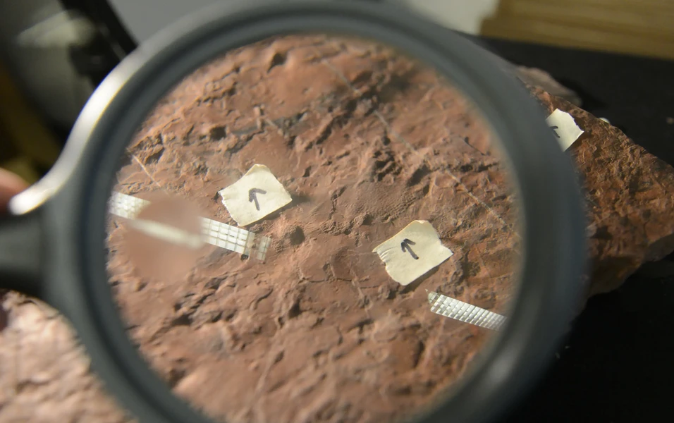 Beaked, toothless croc relative from Triassic shocks scientists