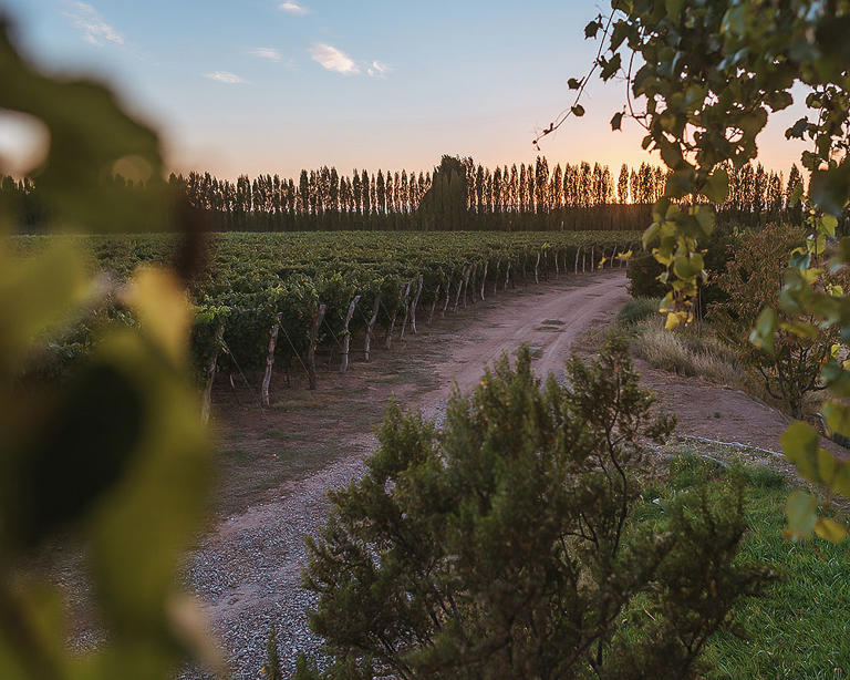 Un merlot de montaña fría se suma a la línea de vinos de parcela de Mendoza