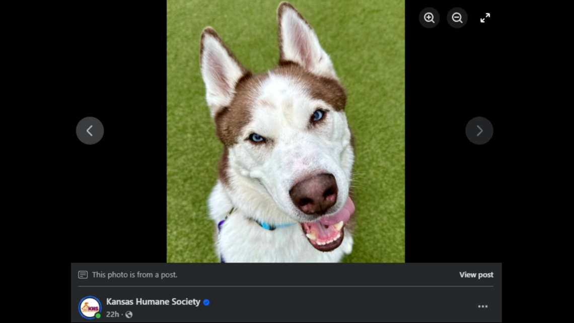 Dog returned to Wichita shelter after drunken driver hit fence. He ...