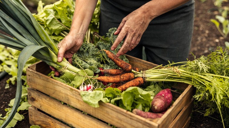 14 tips for keeping vegetables fresher longer
