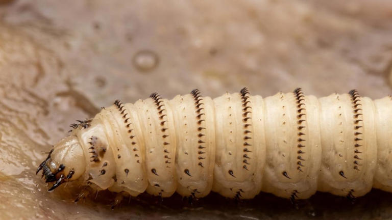 Gusano barrenador en CDMX: fotos de la larva para identificarla