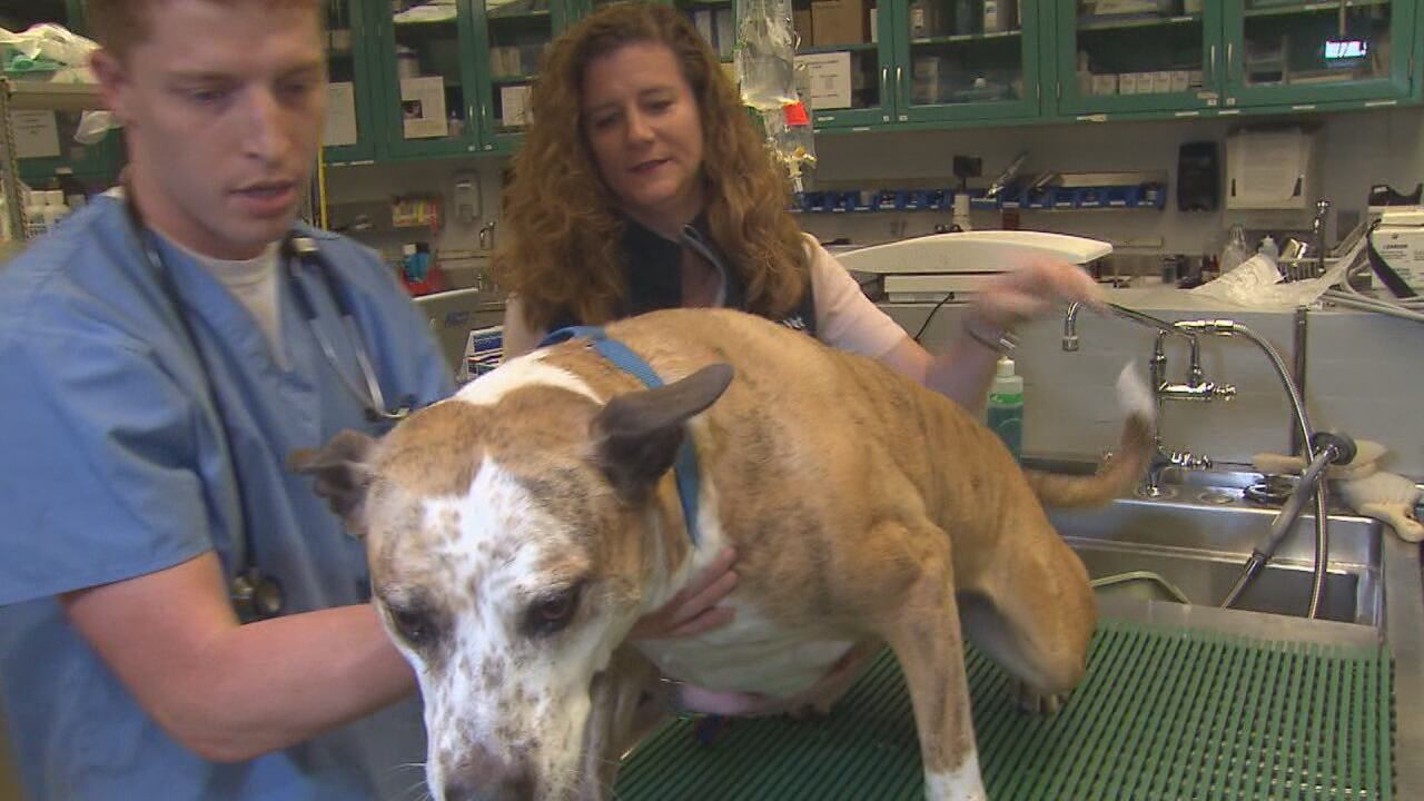 Valley veterinarians see early spike in 'highly contagious' parvovirus ...