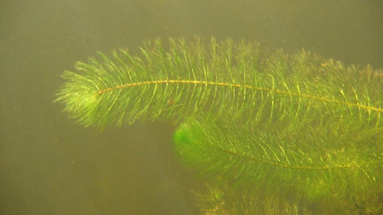 Invasive plant species continues to grow in some of Maine's lakes, rivers