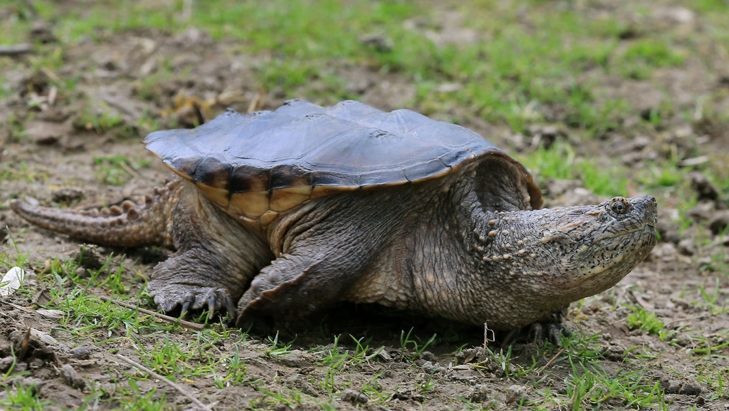 Experts issue new snapping turtle safety guidelines