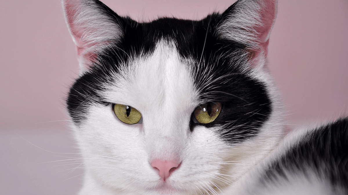 Is your cat shy or adventurous? Learn to decipher its personality