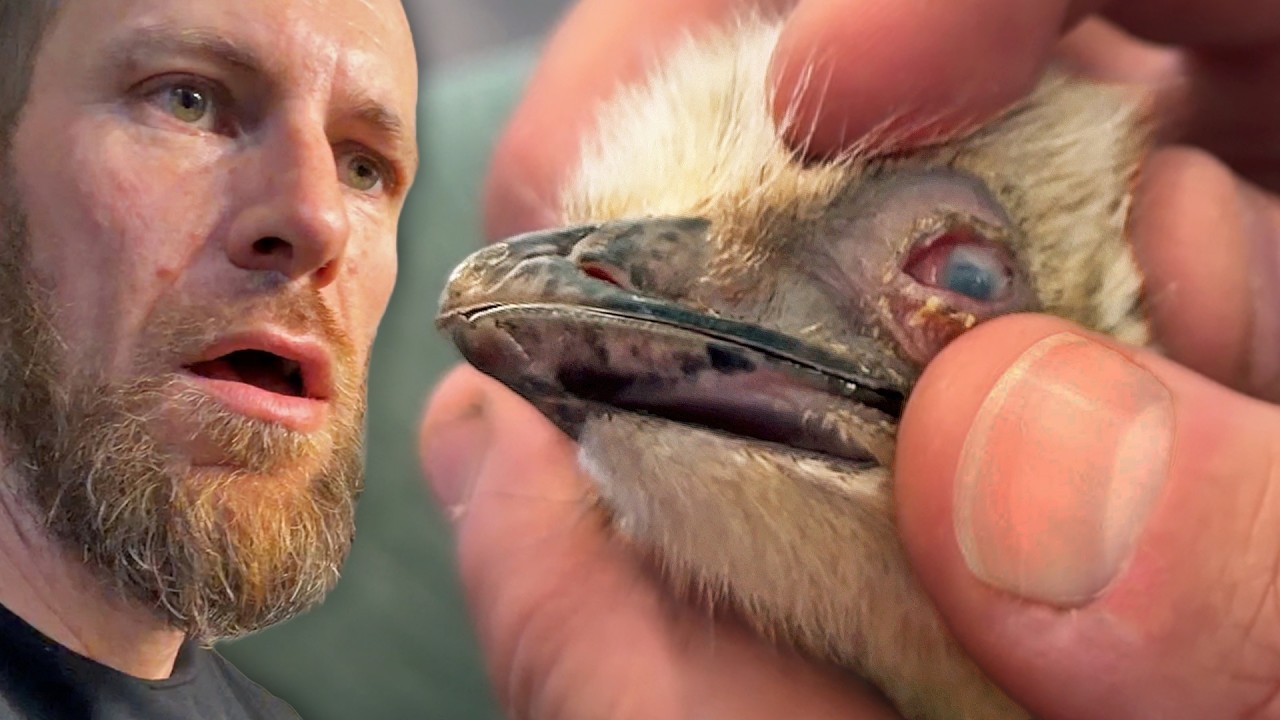 OH NO! This emu hatched and CAN'T SEE!