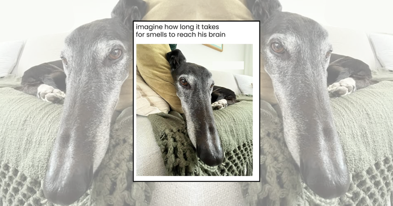 23 speed-boosted greyhound memes for lovers of long noses and curved ...