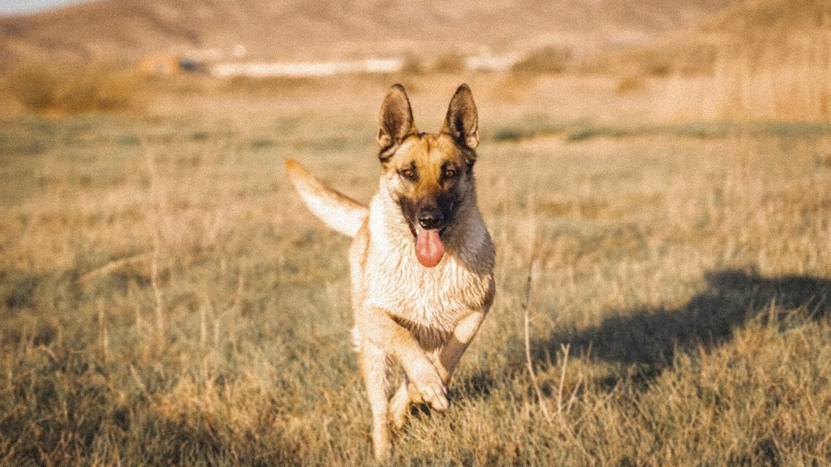 The 8 most hyperactive dog breeds (and how to survive the cuteness)