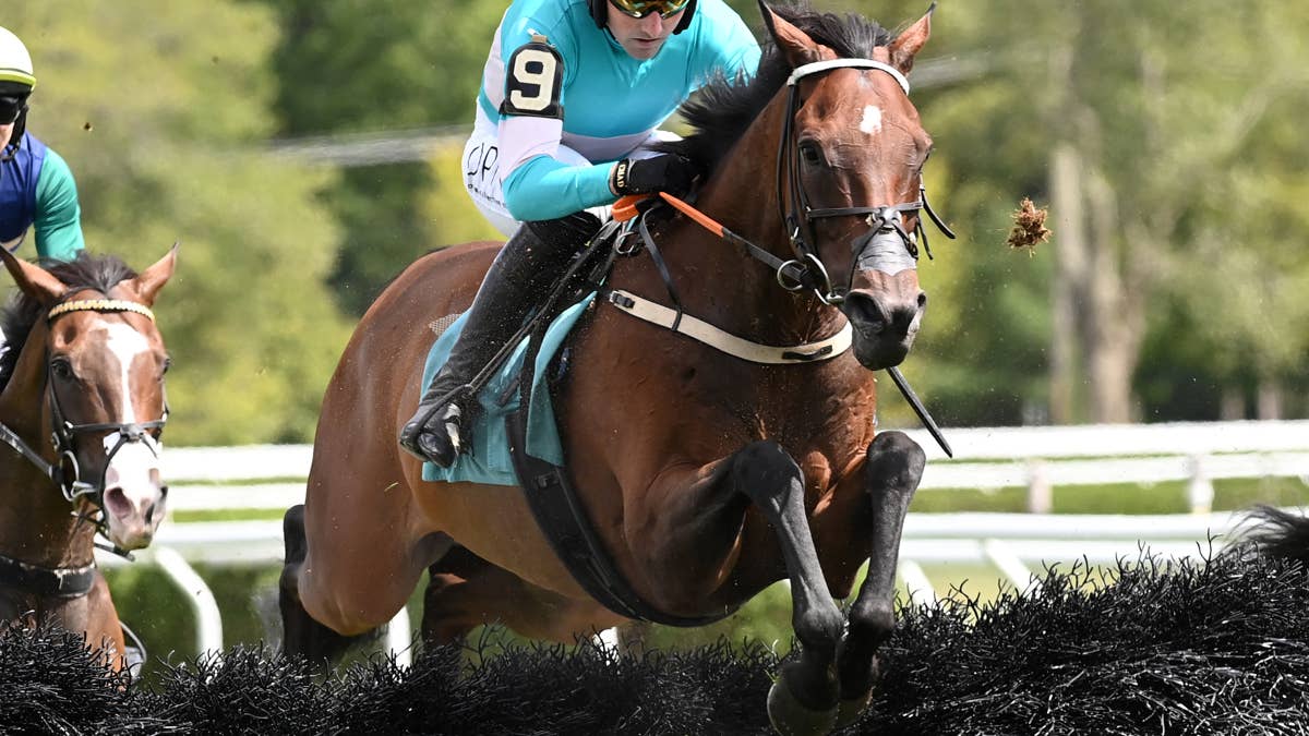 He just loves Saratoga: Hurdler Jimmy P gets back to favorite course ...