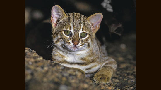 First record of rusty-spotted cat in UP’s National Chambal Sanctuary