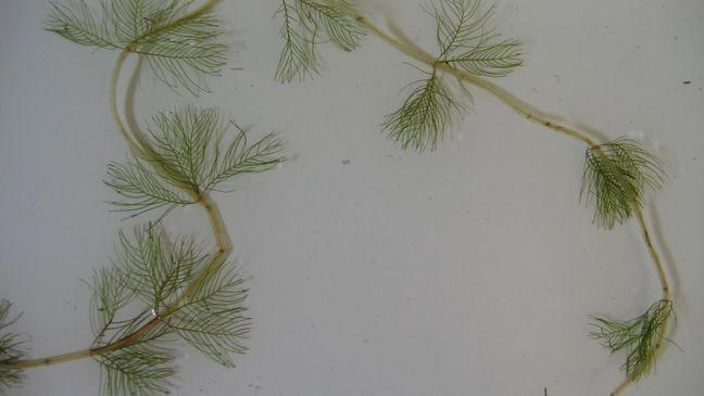 Invasive plant species continues to grow in some of Maine's lakes, rivers