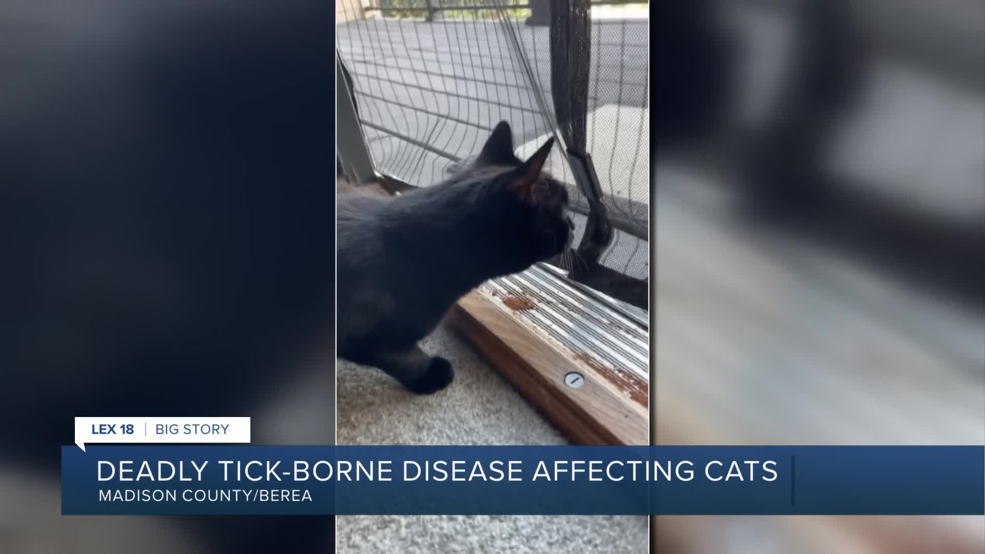 Deadly tick-borne disease affecting cats