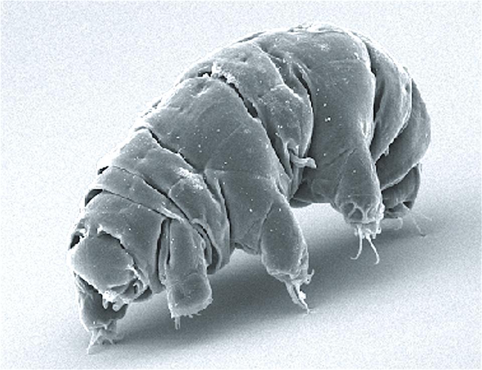 What do aliens look like? Here's how Earth's extreme terrestrials offer ...