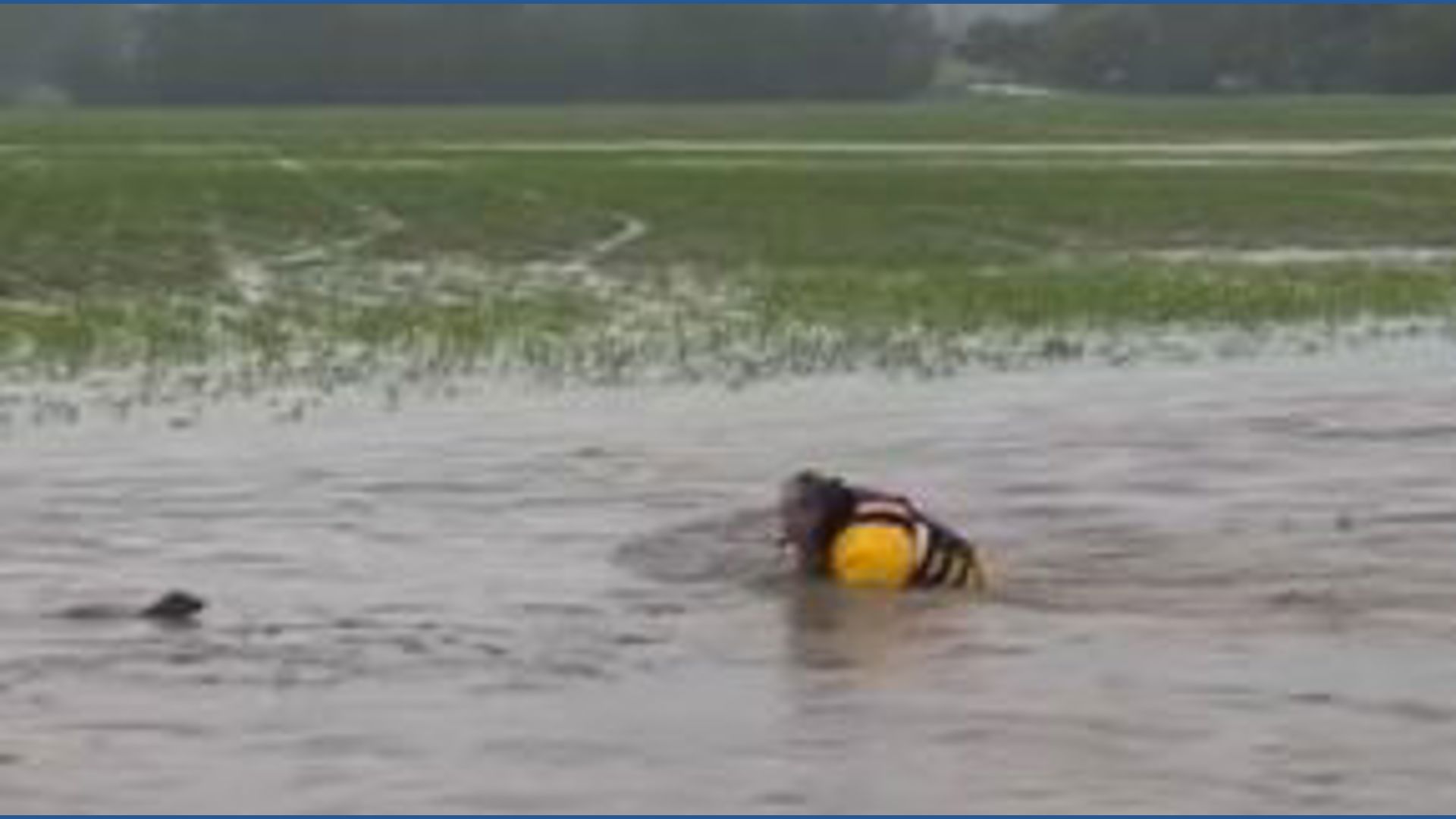 Baby deer rescued from severe flood waters in Indiana