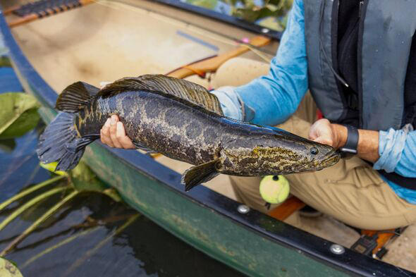 Dangerous invasive fish that can 'walk on land' found in New York lake