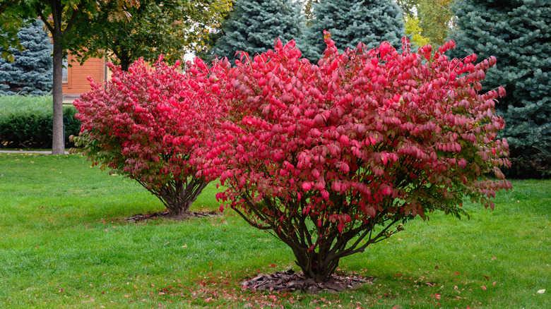 How to take care of a burning bush plant