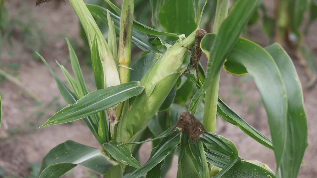 Summer corn salsa that goes beyond chips