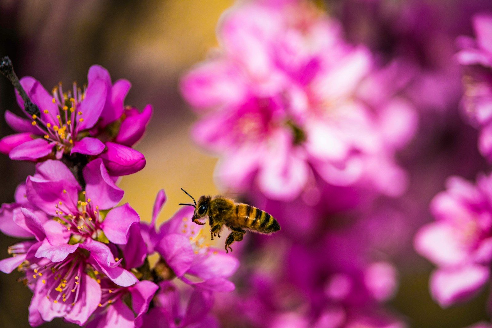 Why one tiny creature is so important that losing it could change life ...