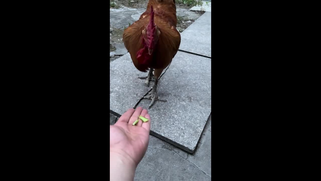 Rooster reacts after food trick during feeding moment in Jiangsu, China