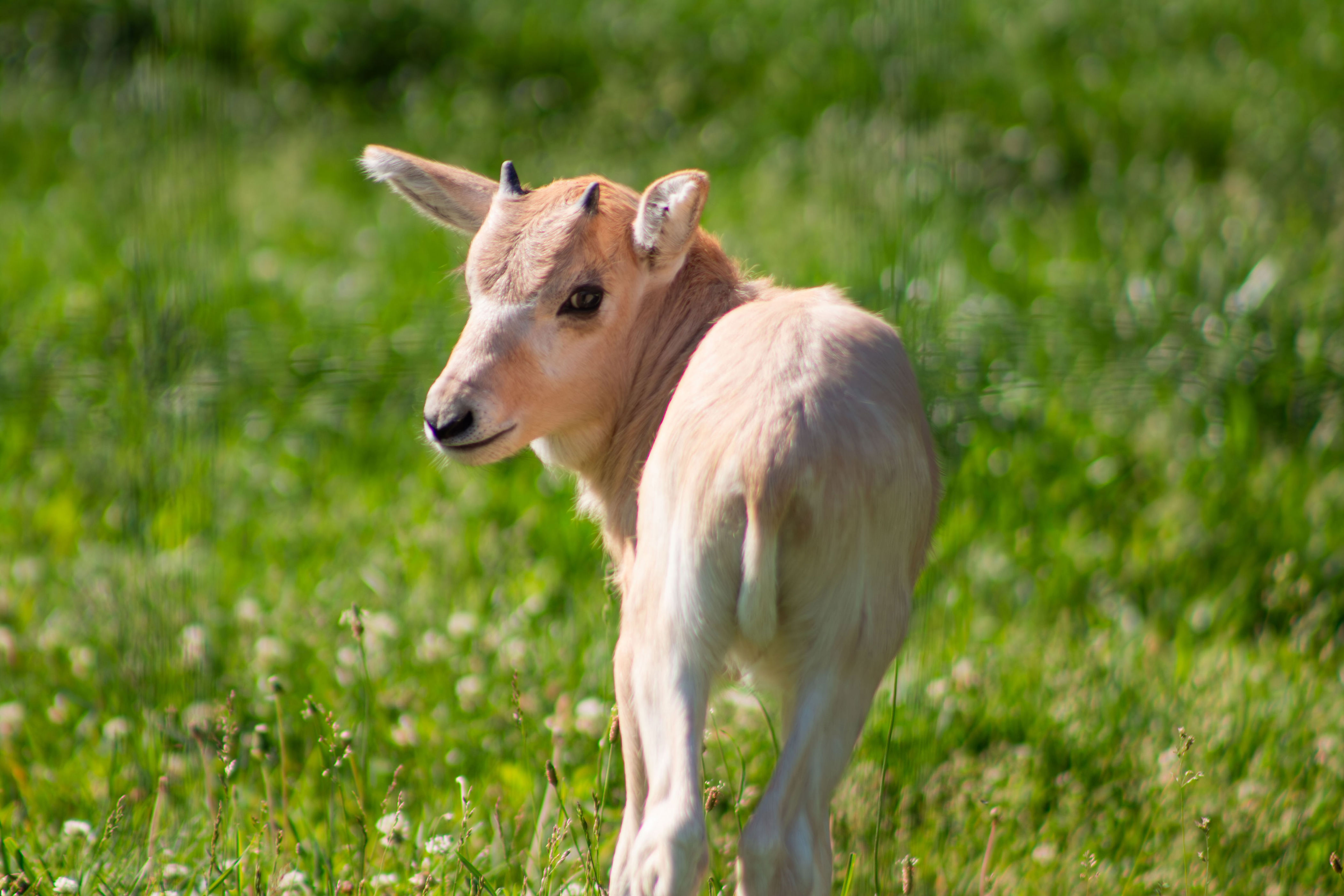 Critically endangered antelope calf born at Blank Park Zoo