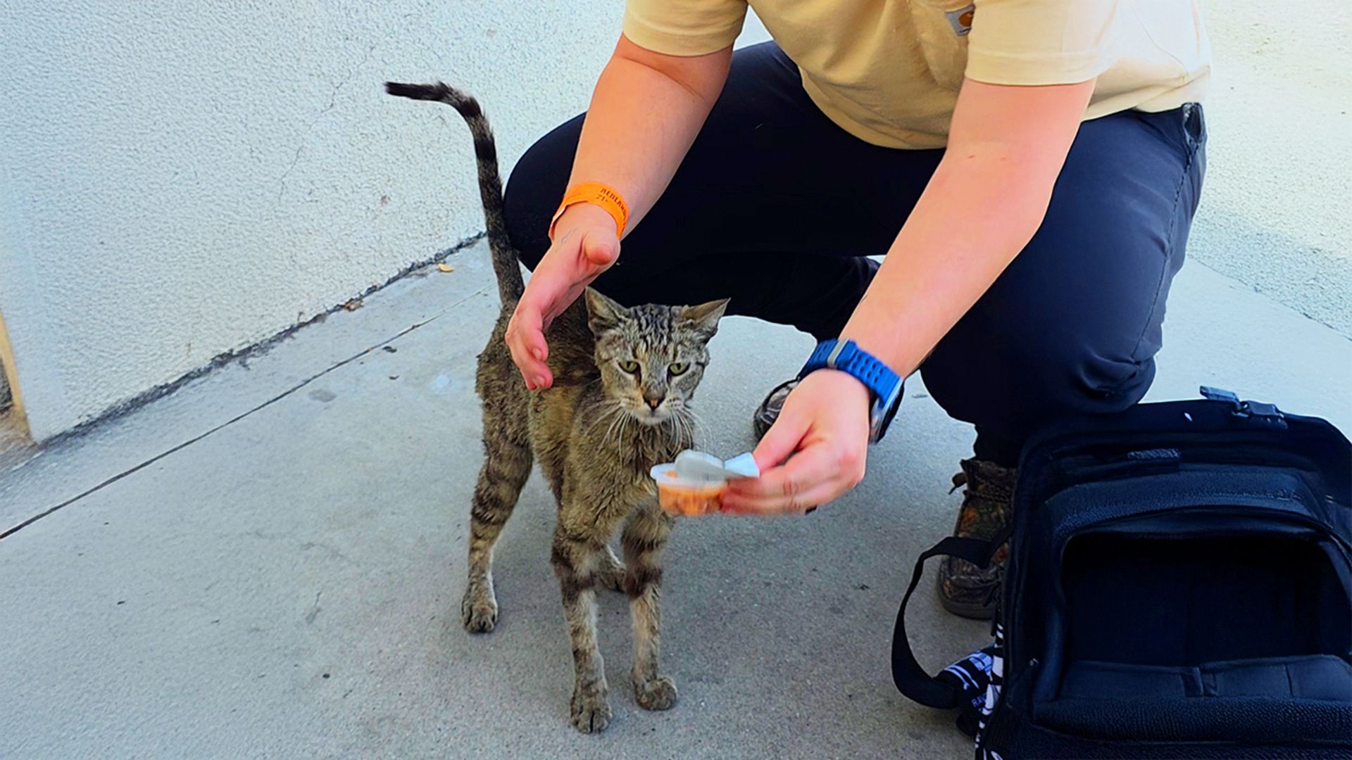 Everyone walked by — until one person stopped for this sick cat