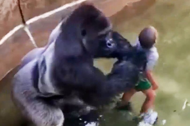 White House pays bizarre tribute to 'true patriot' gorilla whose death ...