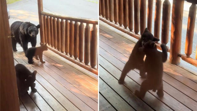 Vacationers wake up to bear cubs play-fighting outside Smoky Mountains ...