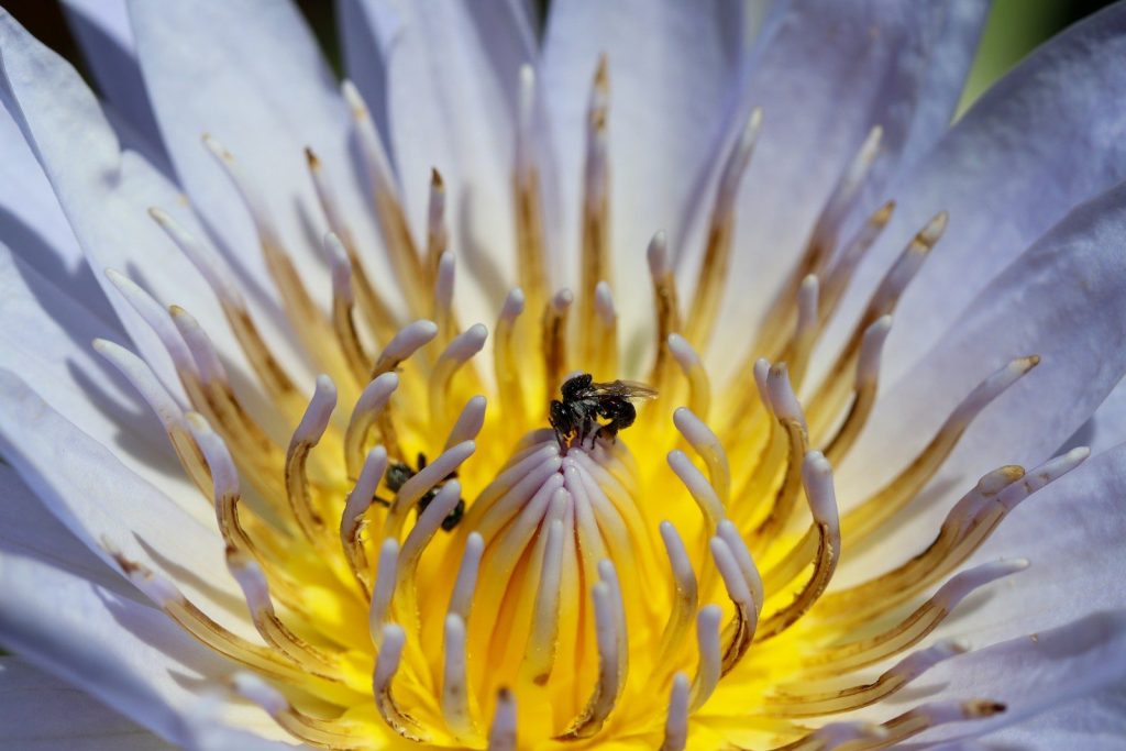 Why native bees matter more than most people realize