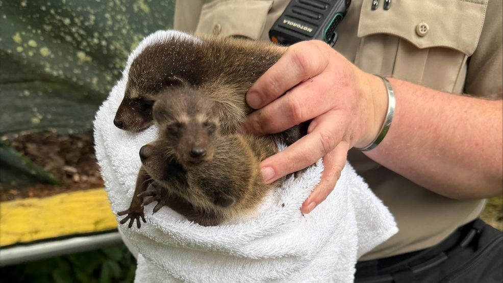 Crews rescue raccoons trapped in Howard County tree