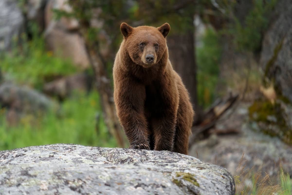 Hikers capture close encounter with grizzly bears at Glacier National Park