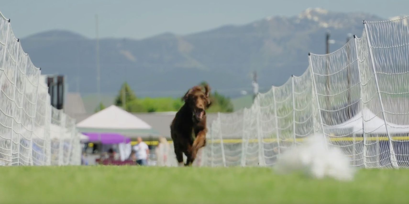 Dogs, handlers compete in annual Five Valley Kennel Club show