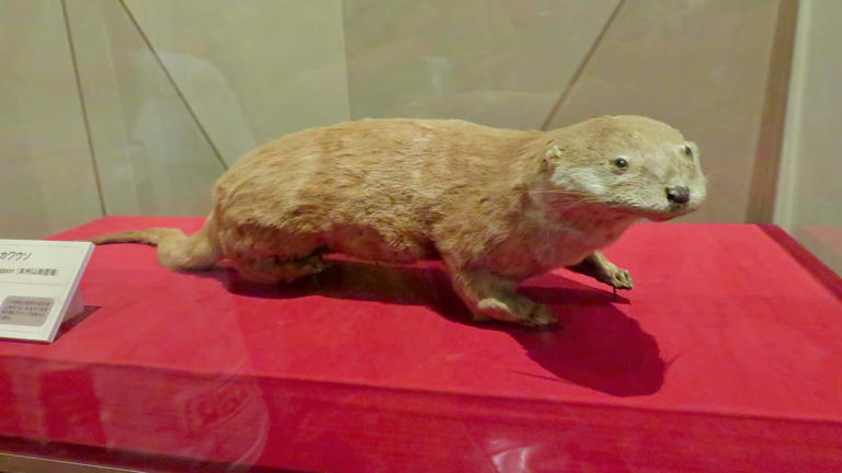 The last wild Japanese otter was photographed in 1979. Then it was gone.